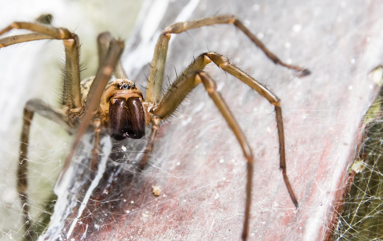 Scientists create zombie spider necrobots