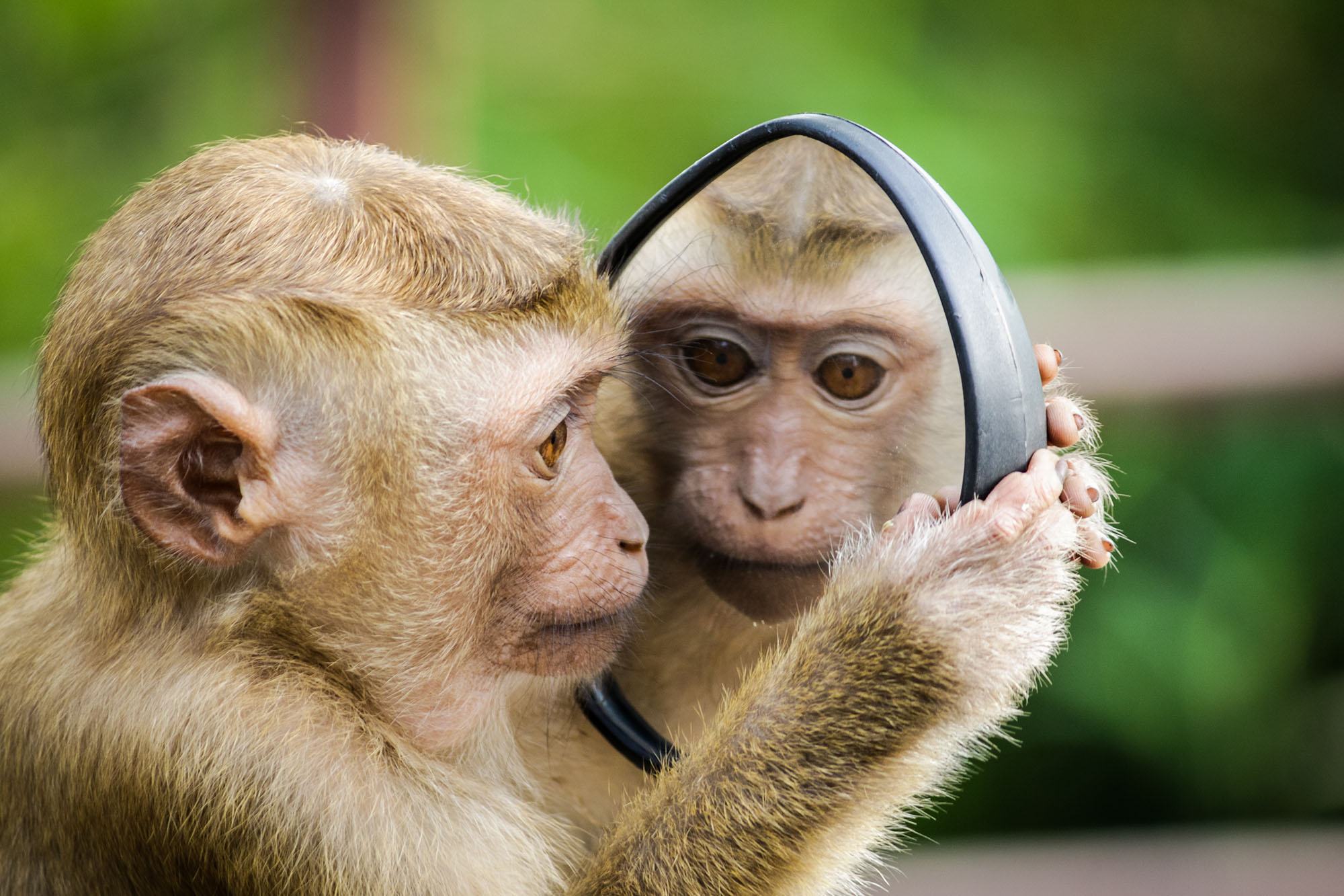 Musk’s Neuralink allegedly caused monkeys ‘extreme suffering’ - human ...