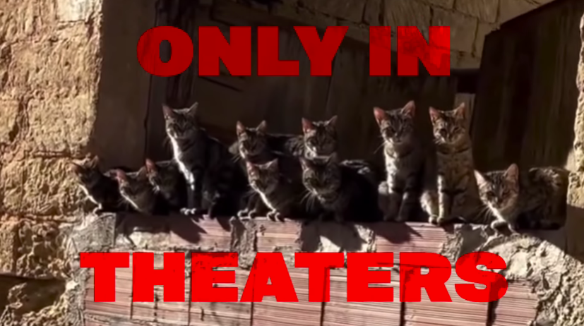 CatVideoFest 2025: How a Viral Feline Phenomenon Transforms Digital Solitude into Collective Joy