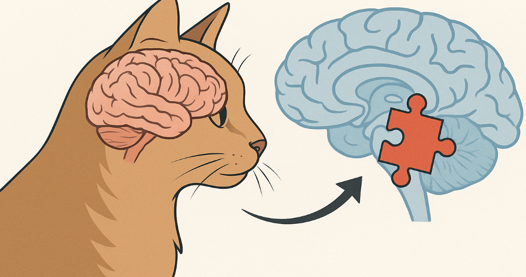 Feline Brains Unlock New Paths in Alzheimer’s Research